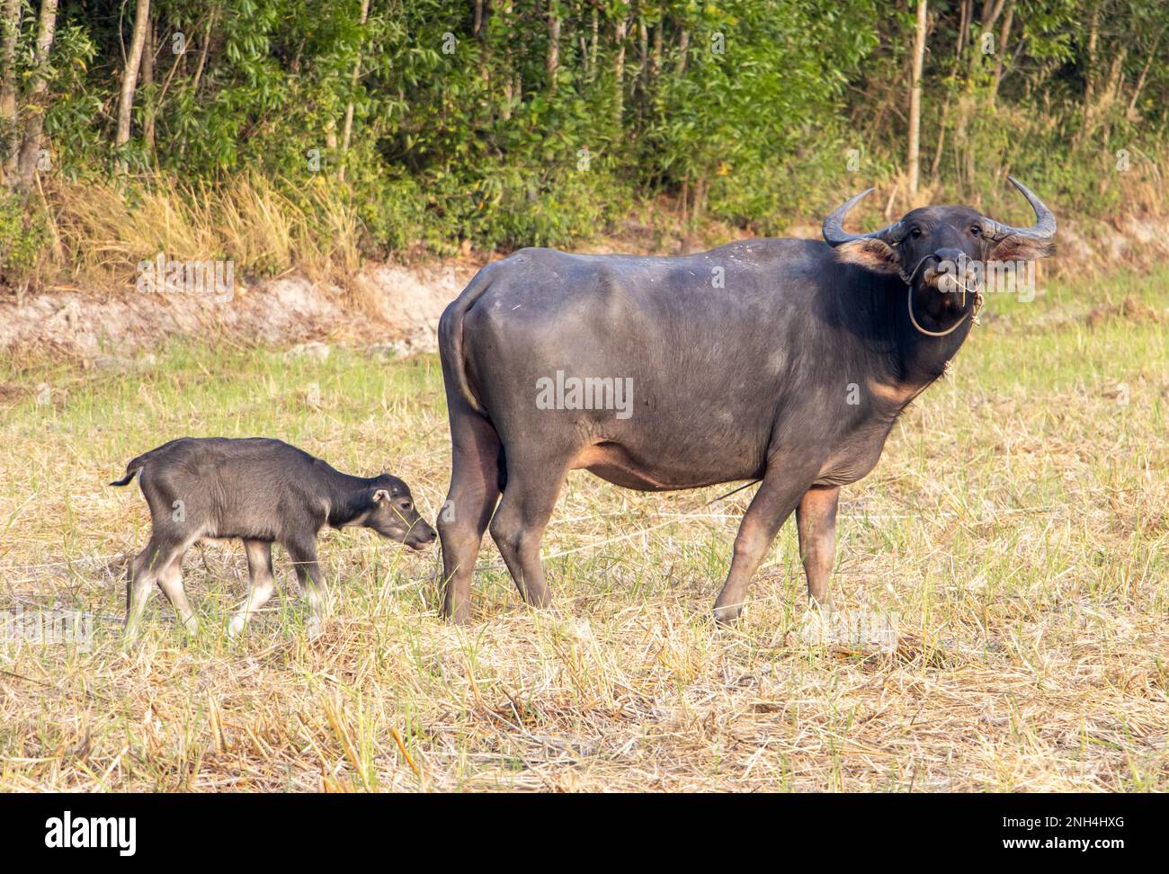 A water buffalo with a calf is grazing in a meadow at the sunset Stock ...