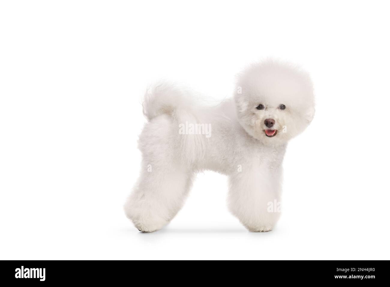 Groomed white Bichon Frise dog isolated on white background Stock Photo ...