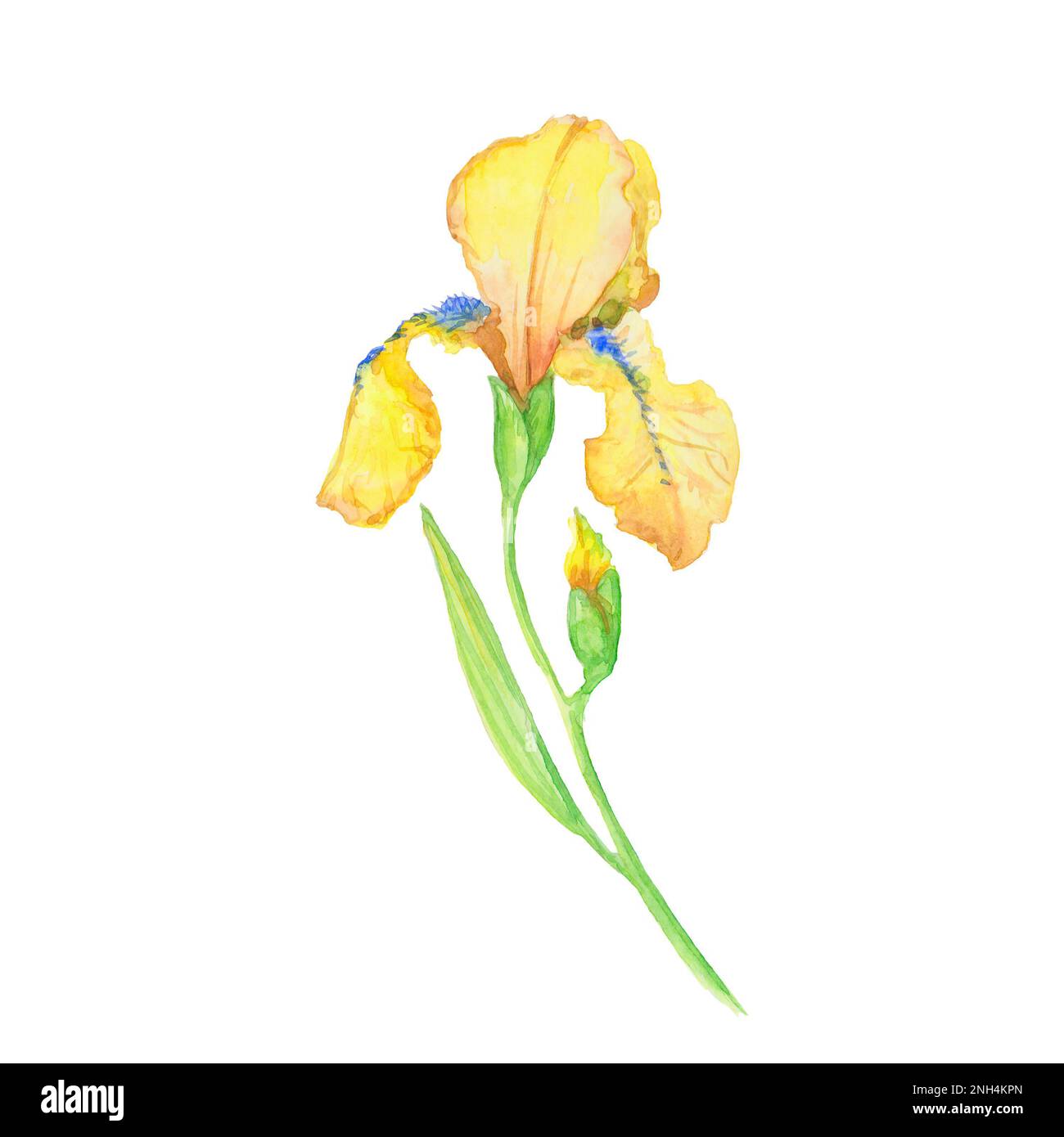 Iris flower drawing Cut Out Stock Images & Pictures - Alamy