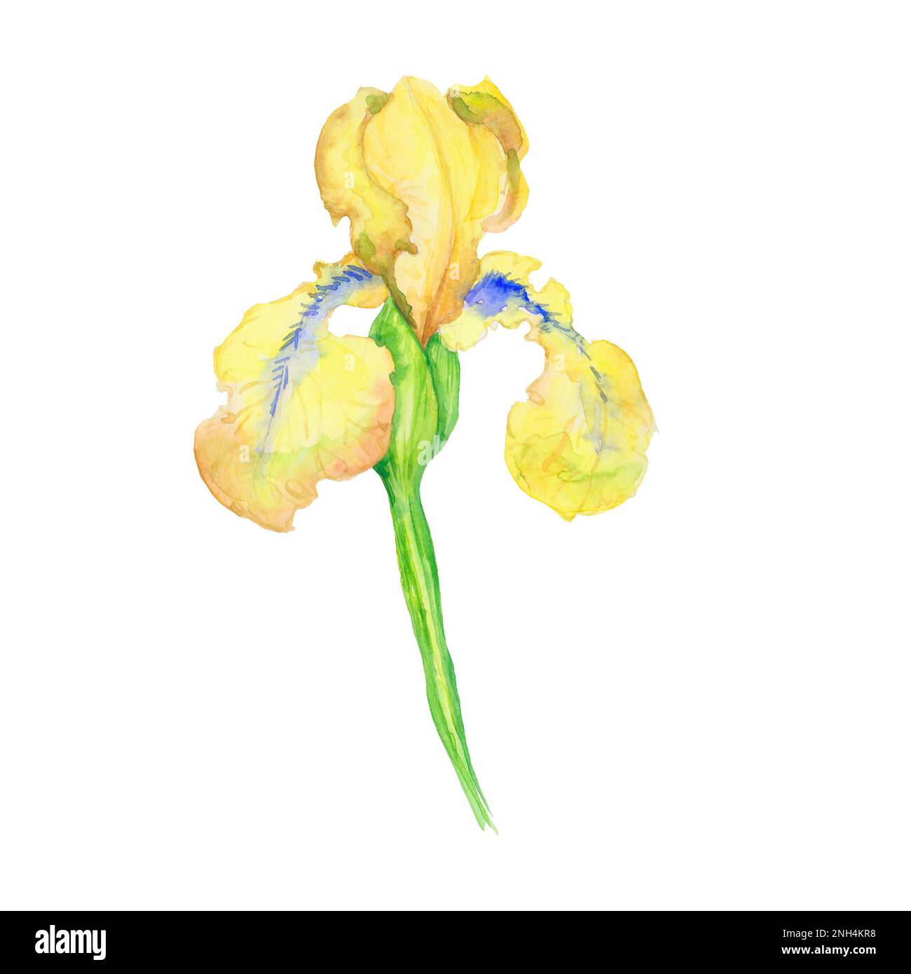 Iris flower drawing Cut Out Stock Images & Pictures - Alamy