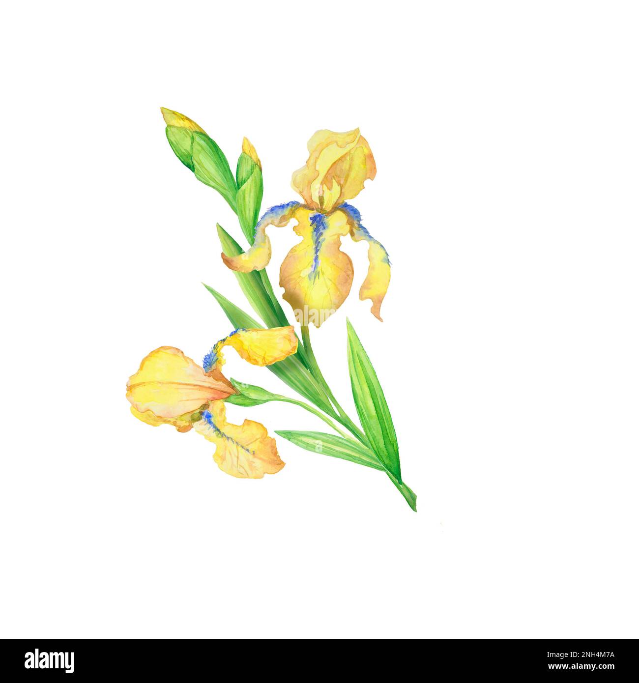 bouquet of yellow irises, watercolor hand painted illustration a ...