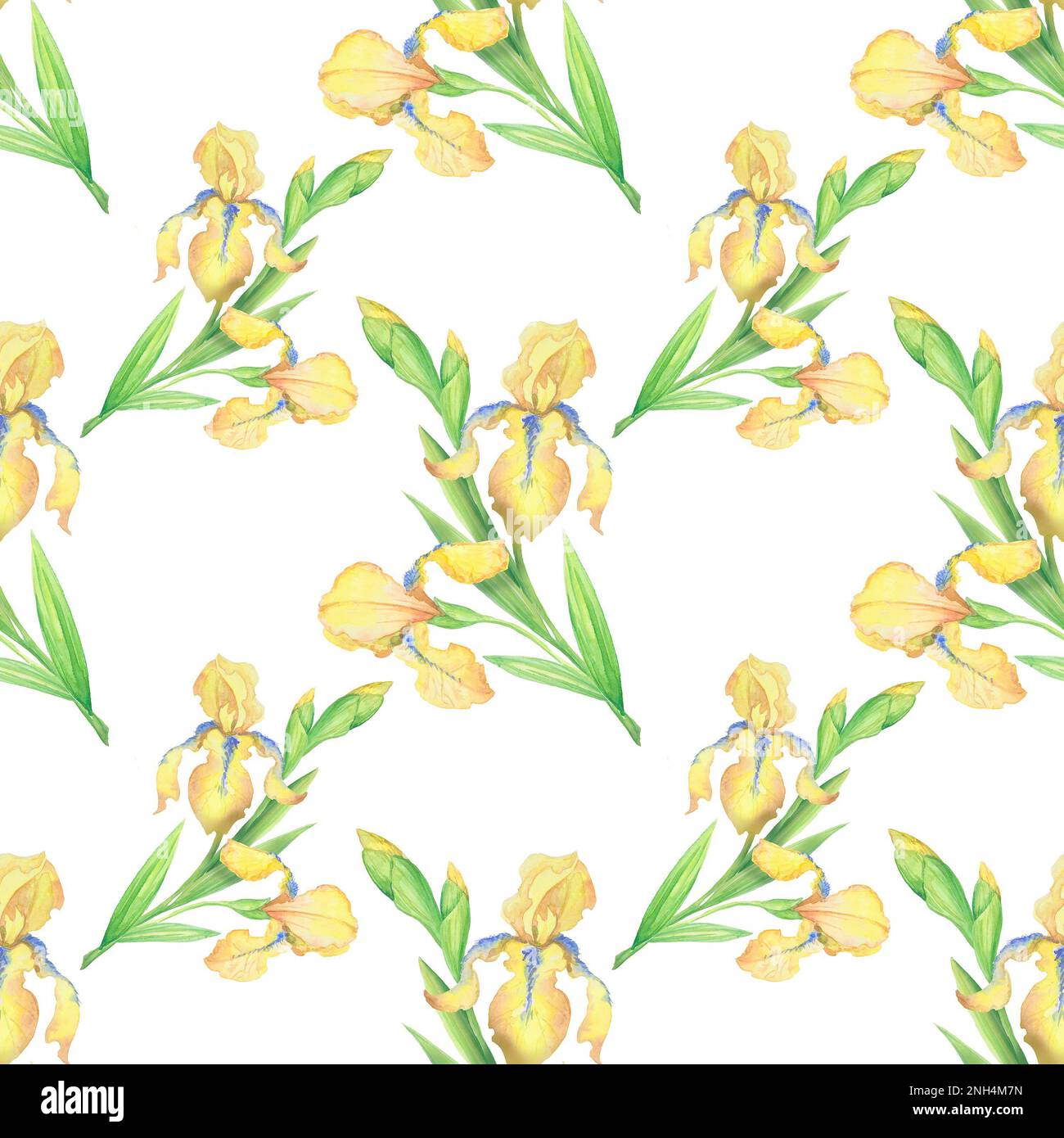 Yellow irises seamless pattern, watercolor illustration of flowers ...