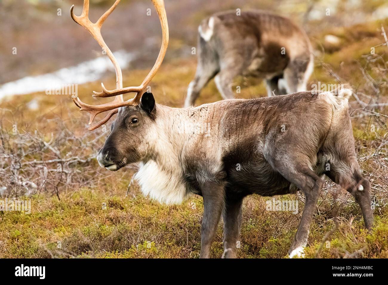 Reindeer, Rangifer tarandus, Sommaroy island. Norway Stock Photo - Alamy