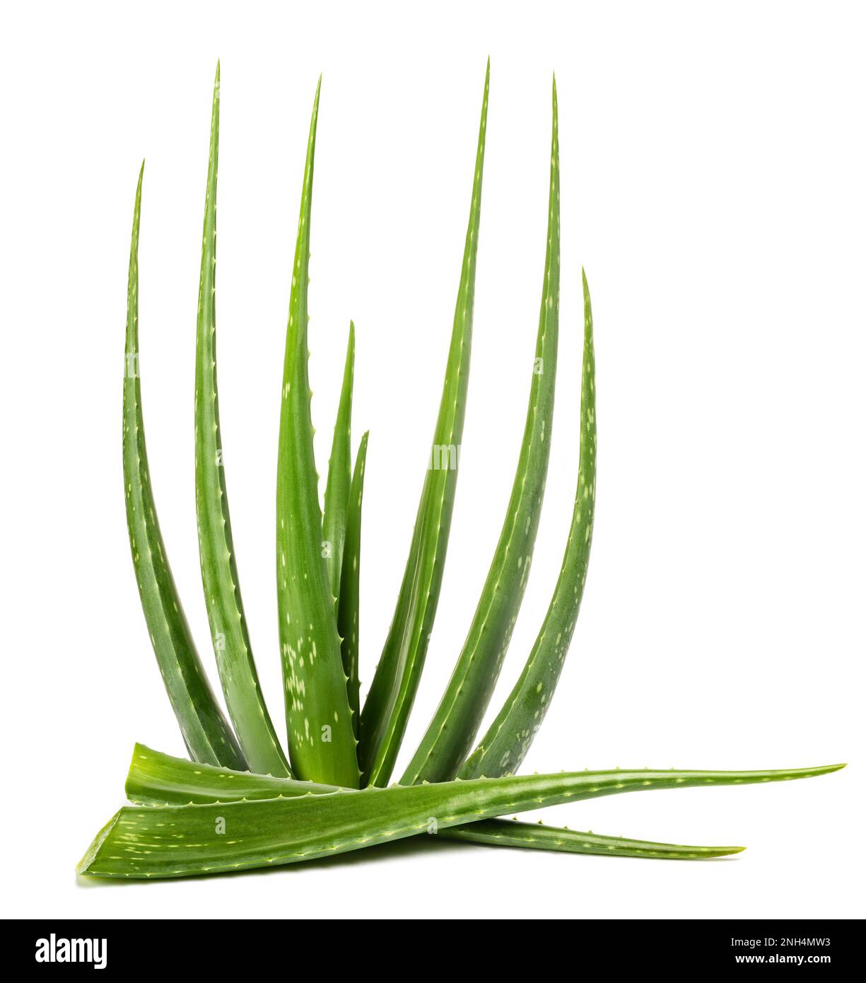 Fresh sliced aloe vera Cut Out Stock Images & Pictures - Alamy