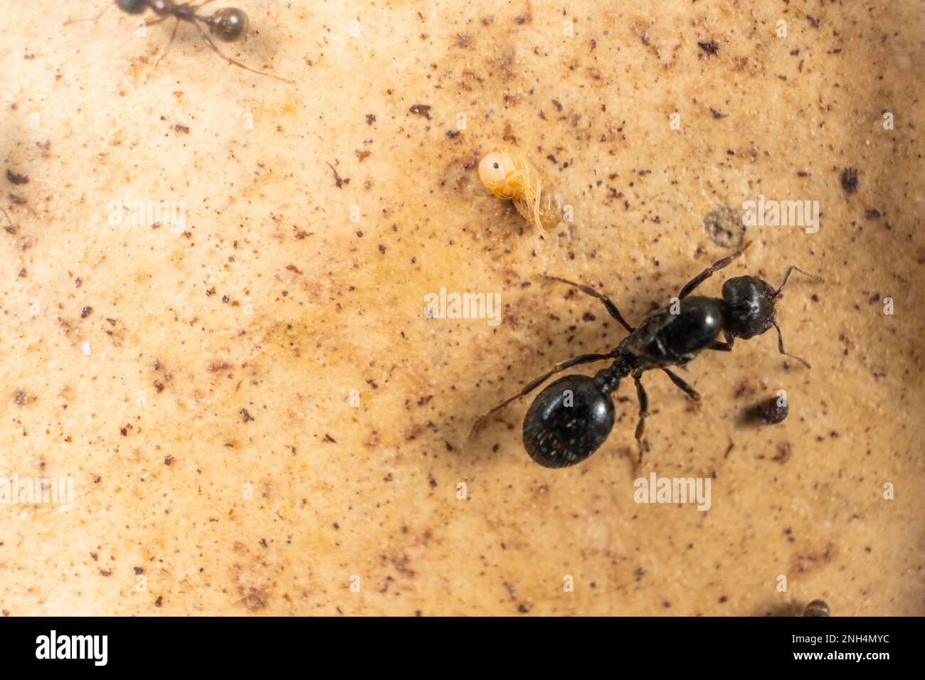 Queen of ants and ant egg, almost formed ant, larva, macro Stock Photo ...