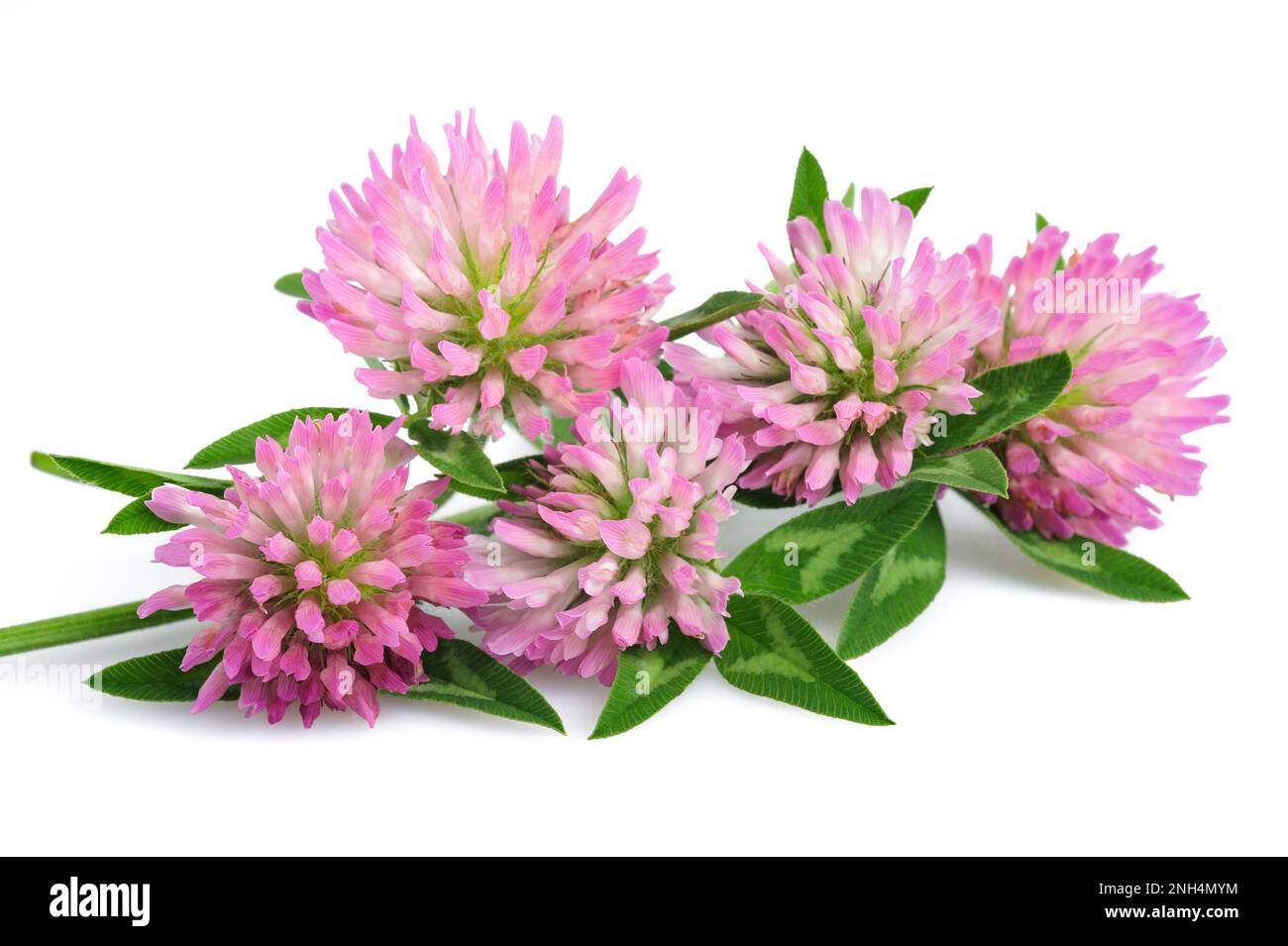 Clover flowers isolated on white background Stock Photo - Alamy