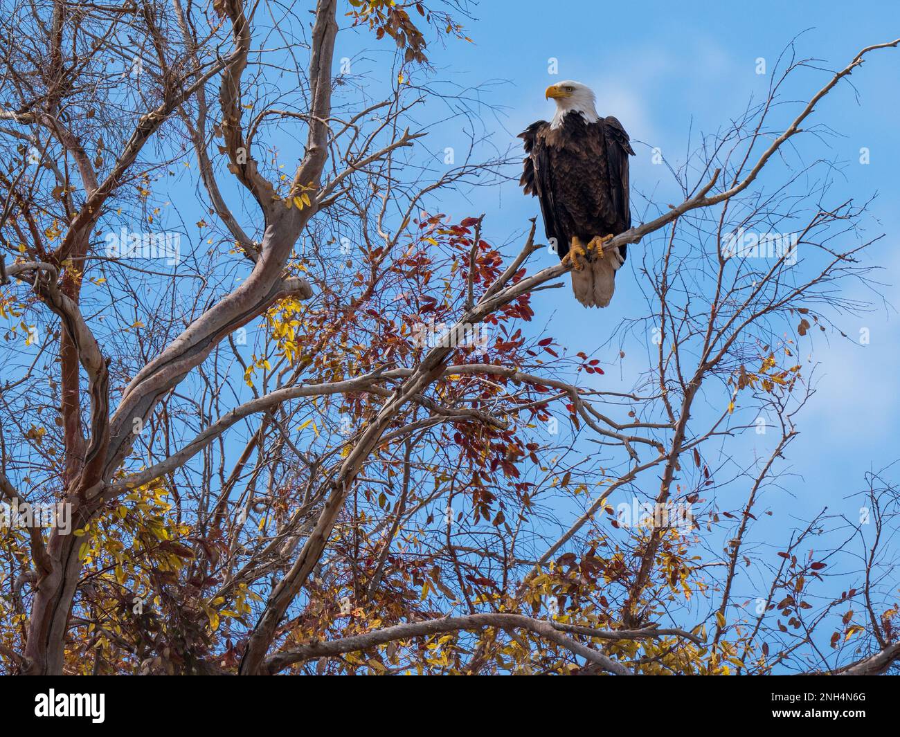 A bald eagle perches in a very large tree near its' nest where a young ...