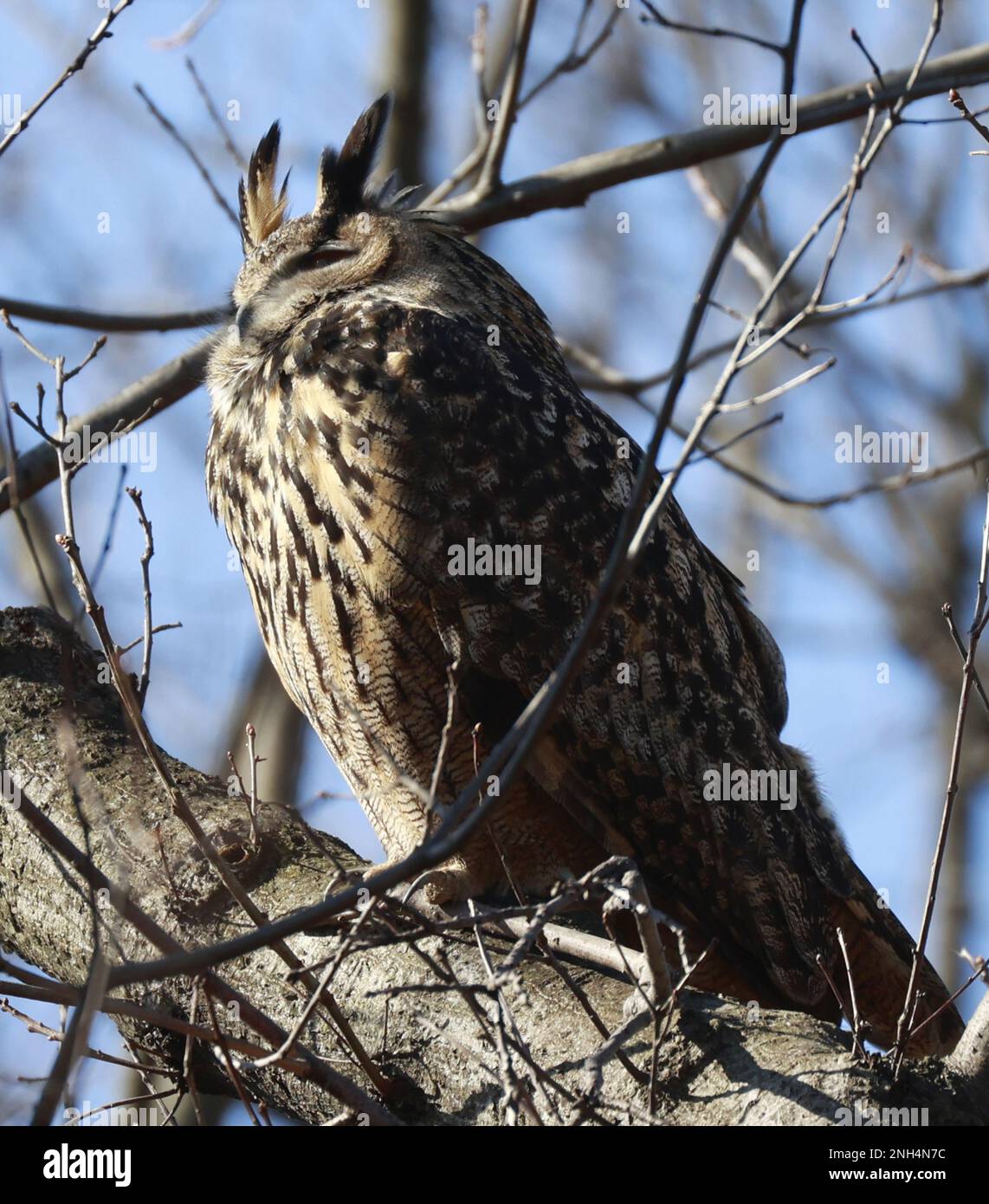 New York, United States. 20th Feb, 2023. Flaco, the Eurasian eagle owl ...
