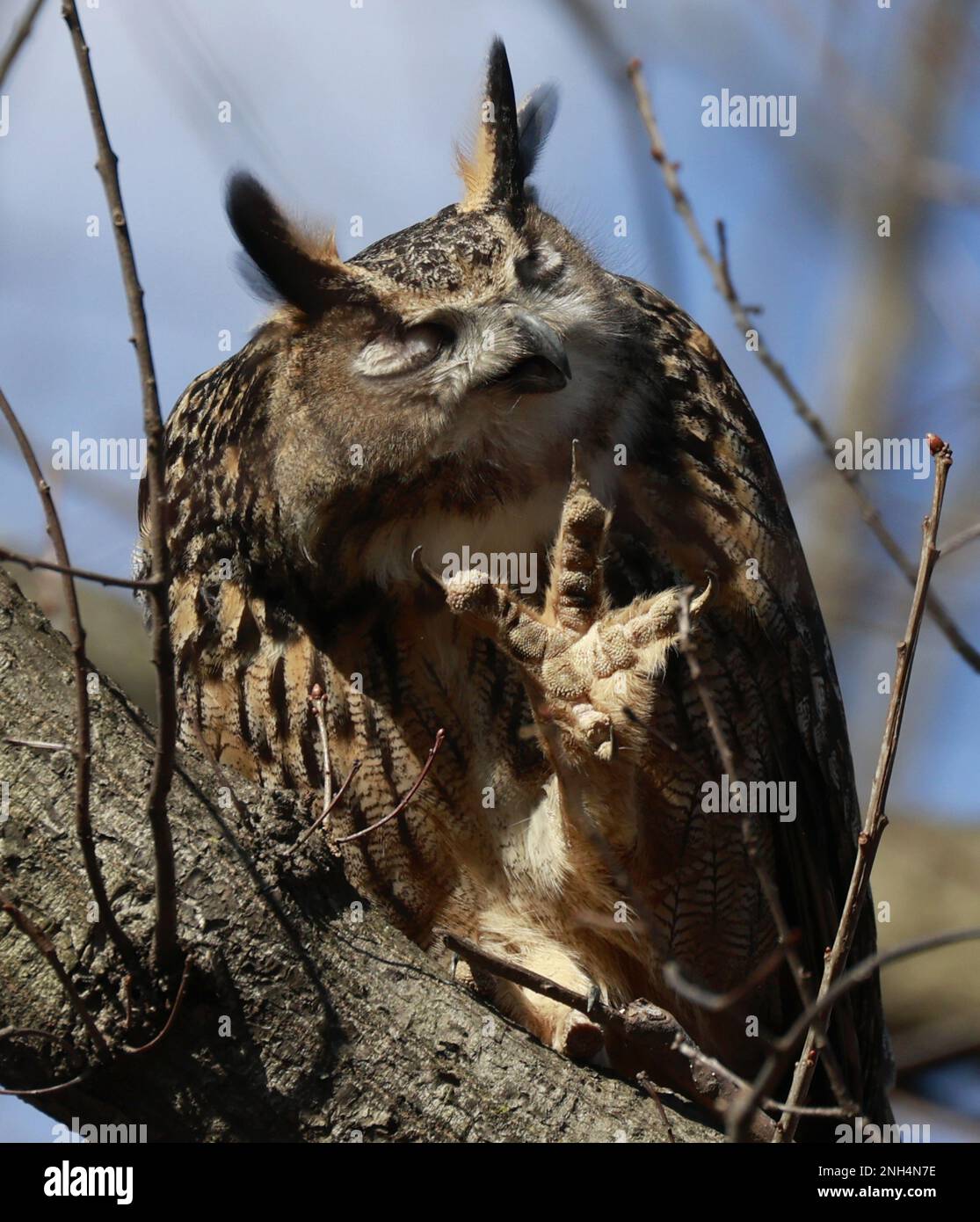New York, United States. 20th Feb, 2023. Flaco, the Eurasian eagle owl ...