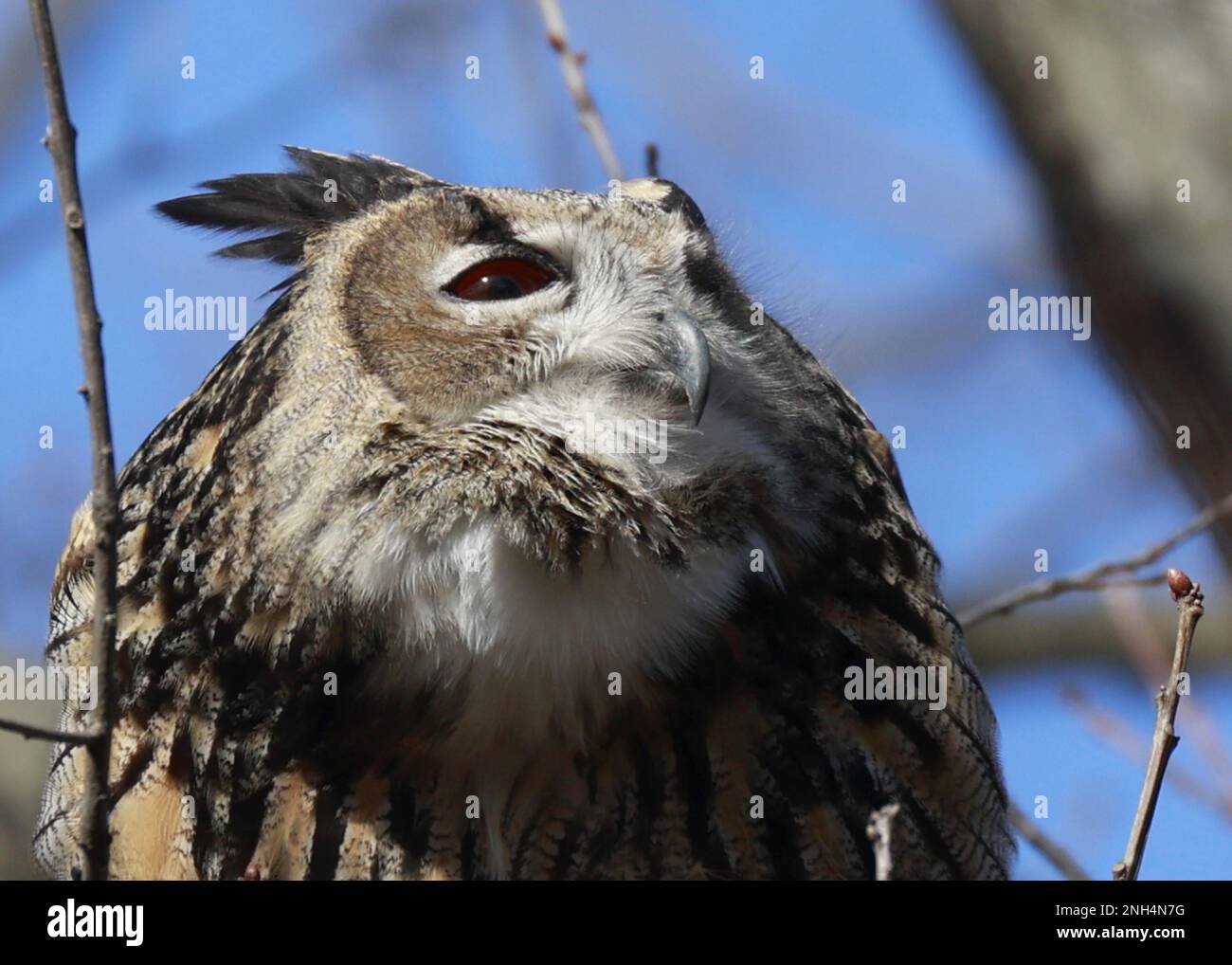 New York, United States. 20th Feb, 2023. Flaco, the Eurasian eagle owl ...