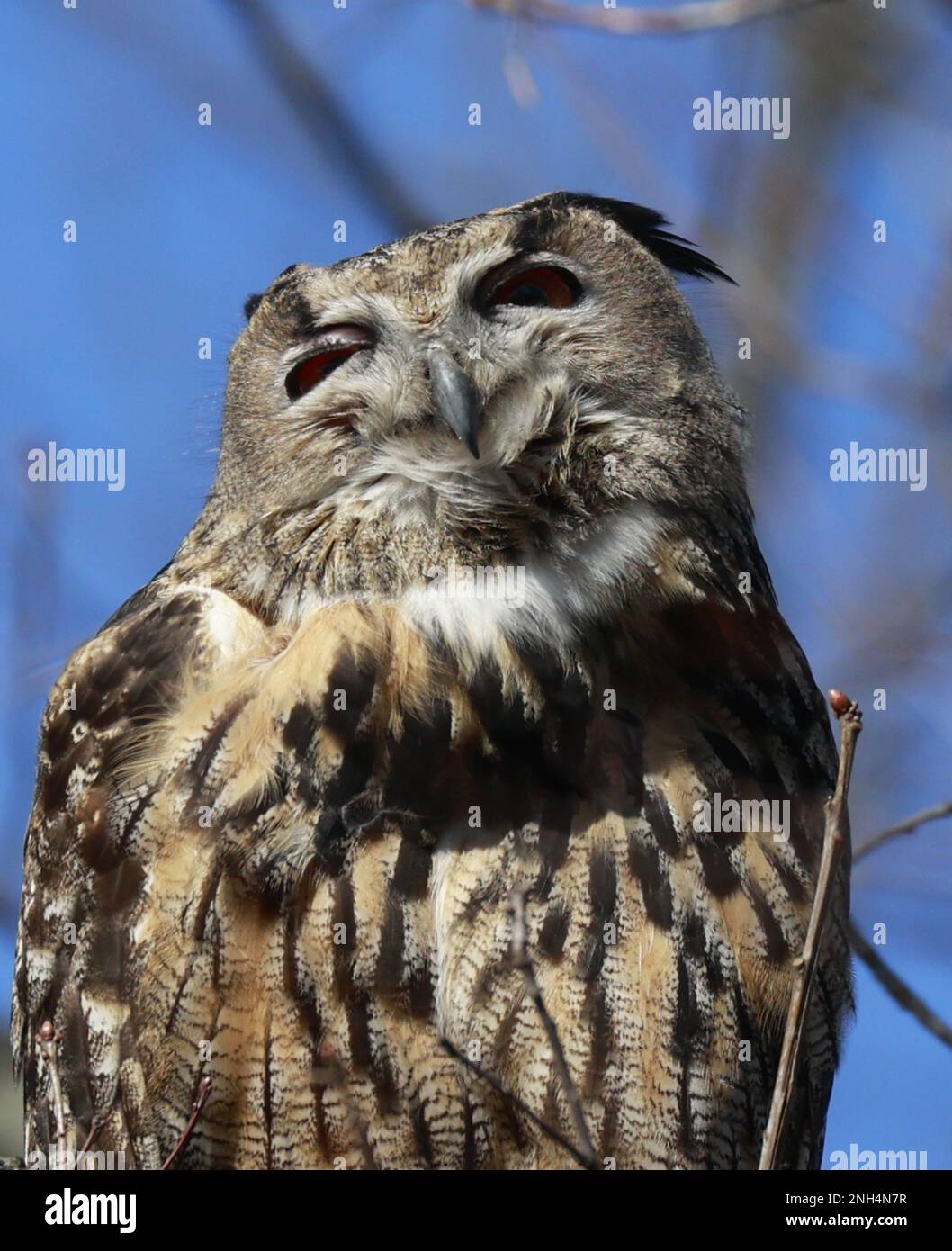 New York, United States. 20th Feb, 2023. Flaco, the Eurasian eagle owl ...