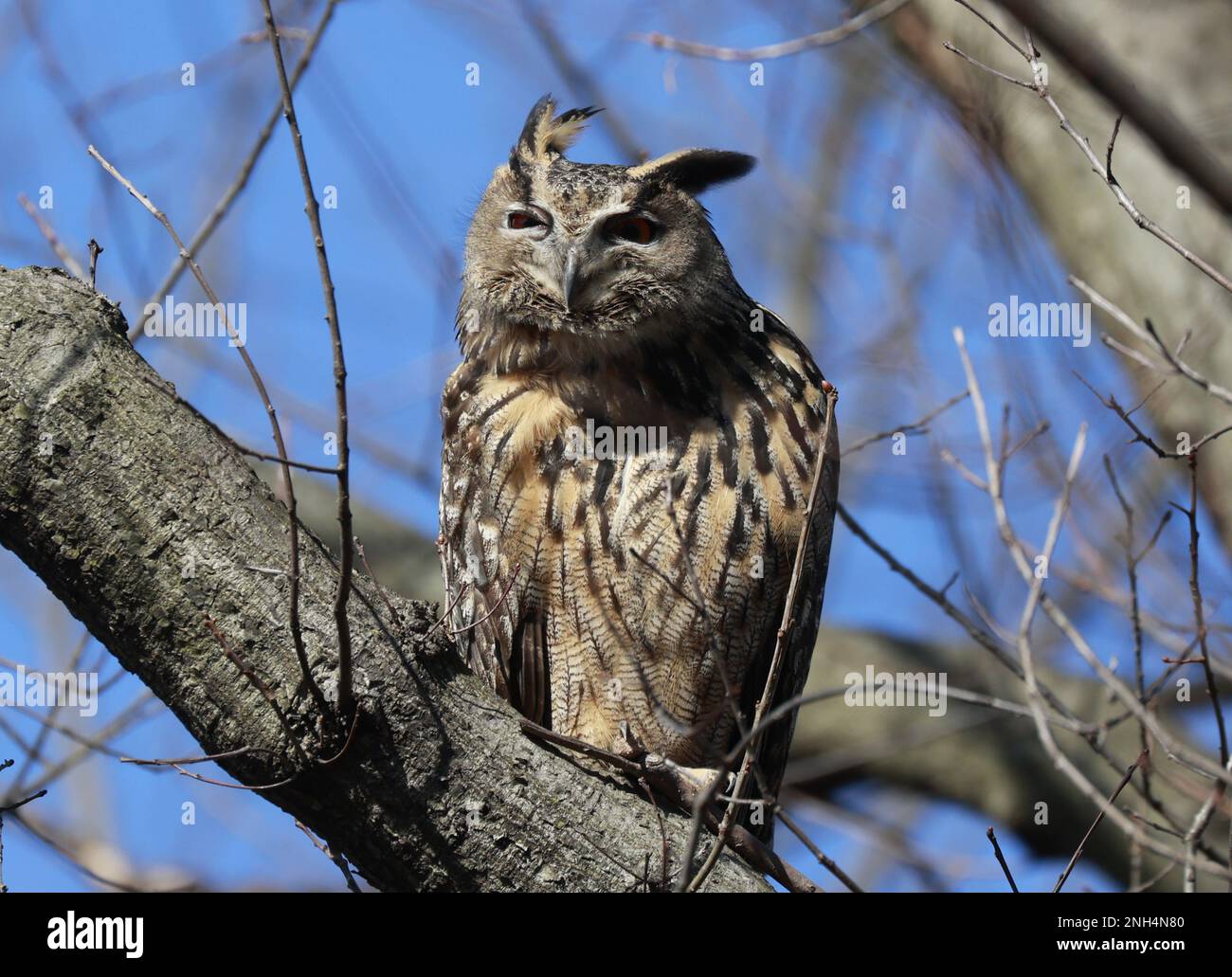 New York, United States. 20th Feb, 2023. Flaco, the Eurasian eagle owl ...