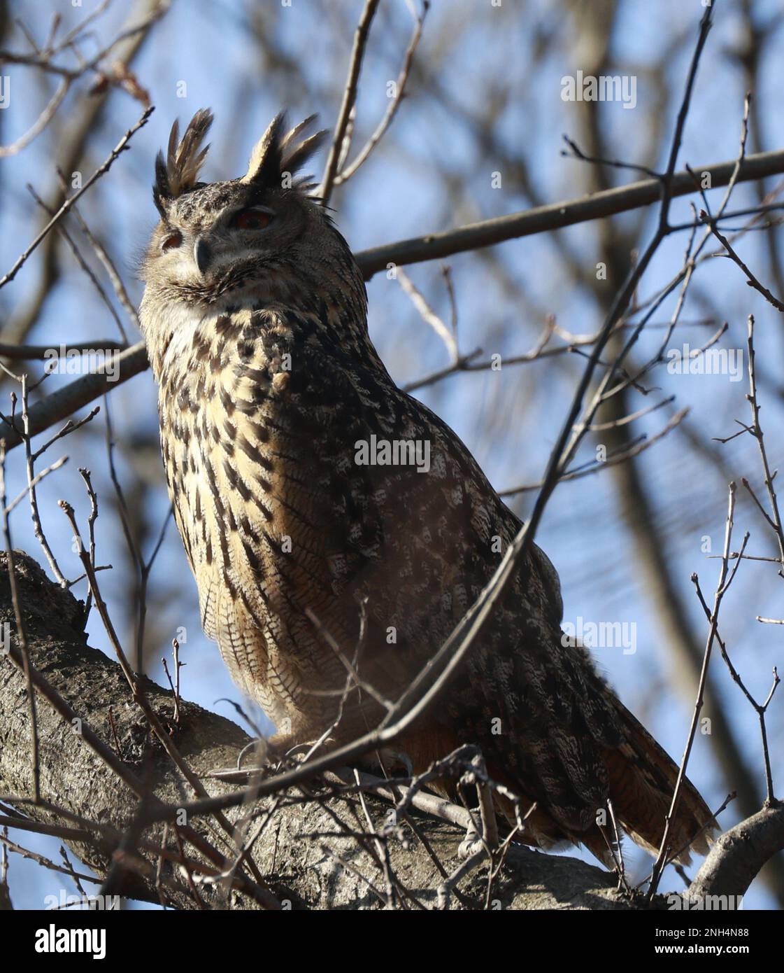 New York, United States. 20th Feb, 2023. Flaco, the Eurasian eagle owl ...