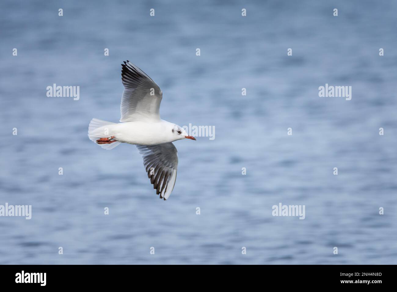 Black Headed Seagull in flight over a Staffordshire lake, winter, UK ...