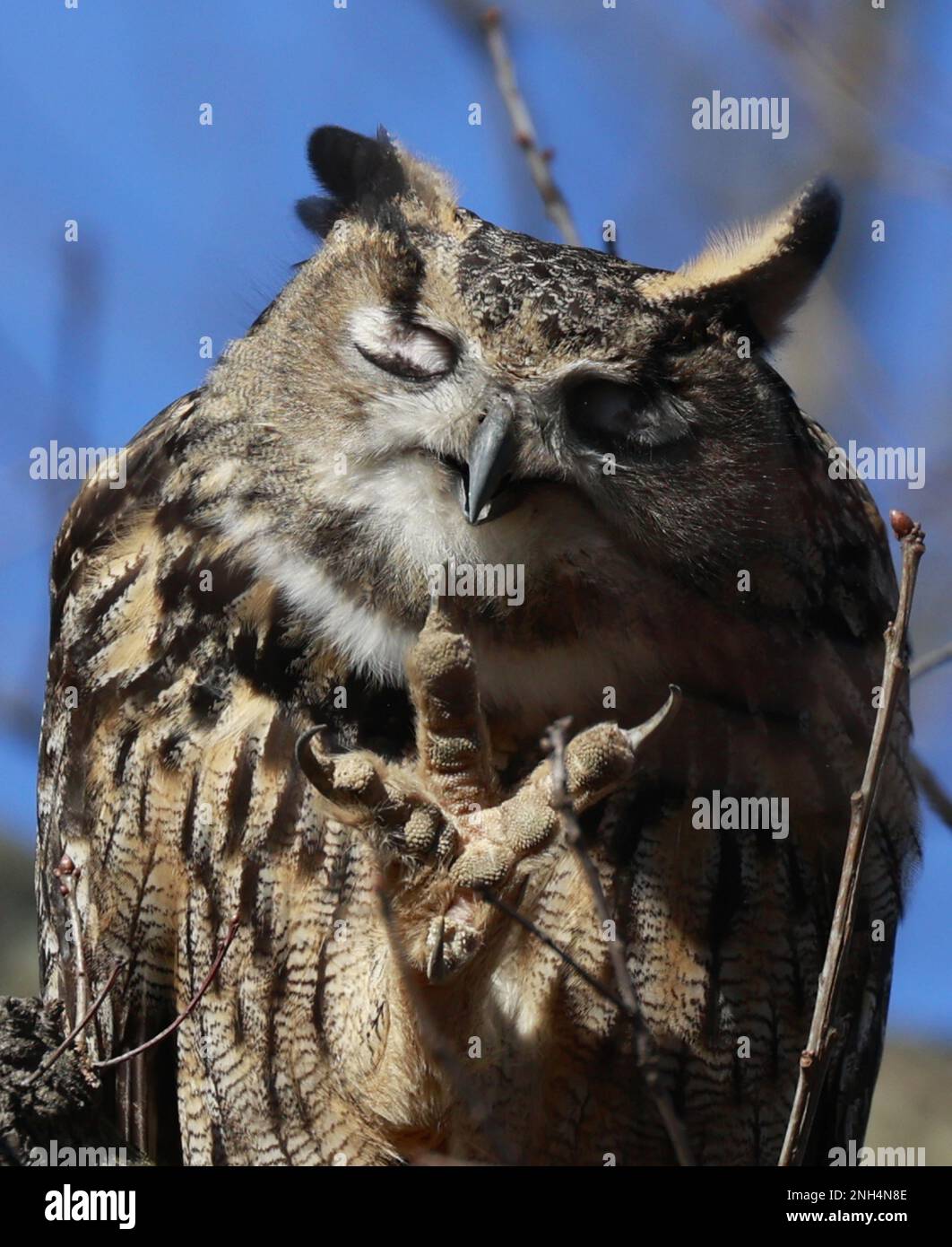 New York, United States. 20th Feb, 2023. Flaco, the Eurasian eagle owl ...