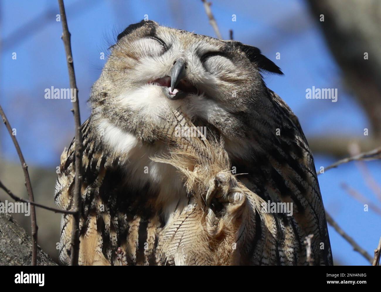 New York, United States. 20th Feb, 2023. Flaco, the Eurasian eagle owl ...