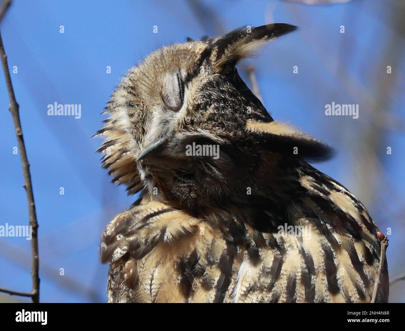 New York, United States. 20th Feb, 2023. Flaco, the Eurasian eagle owl ...