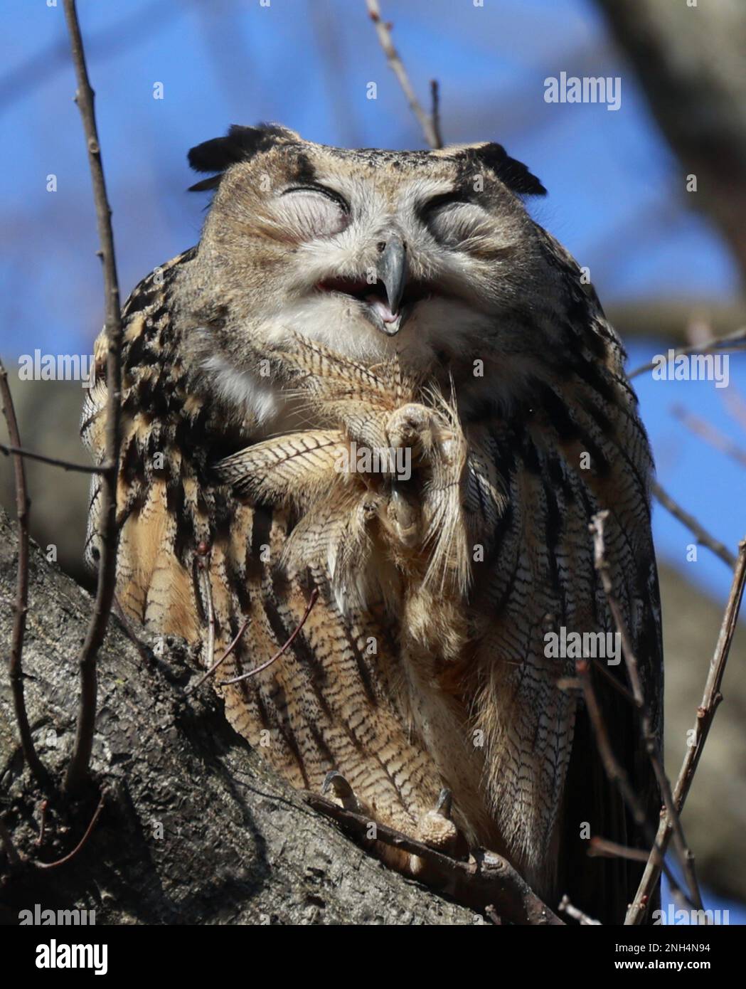New York, United States. 20th Feb, 2023. Flaco, the Eurasian eagle owl ...