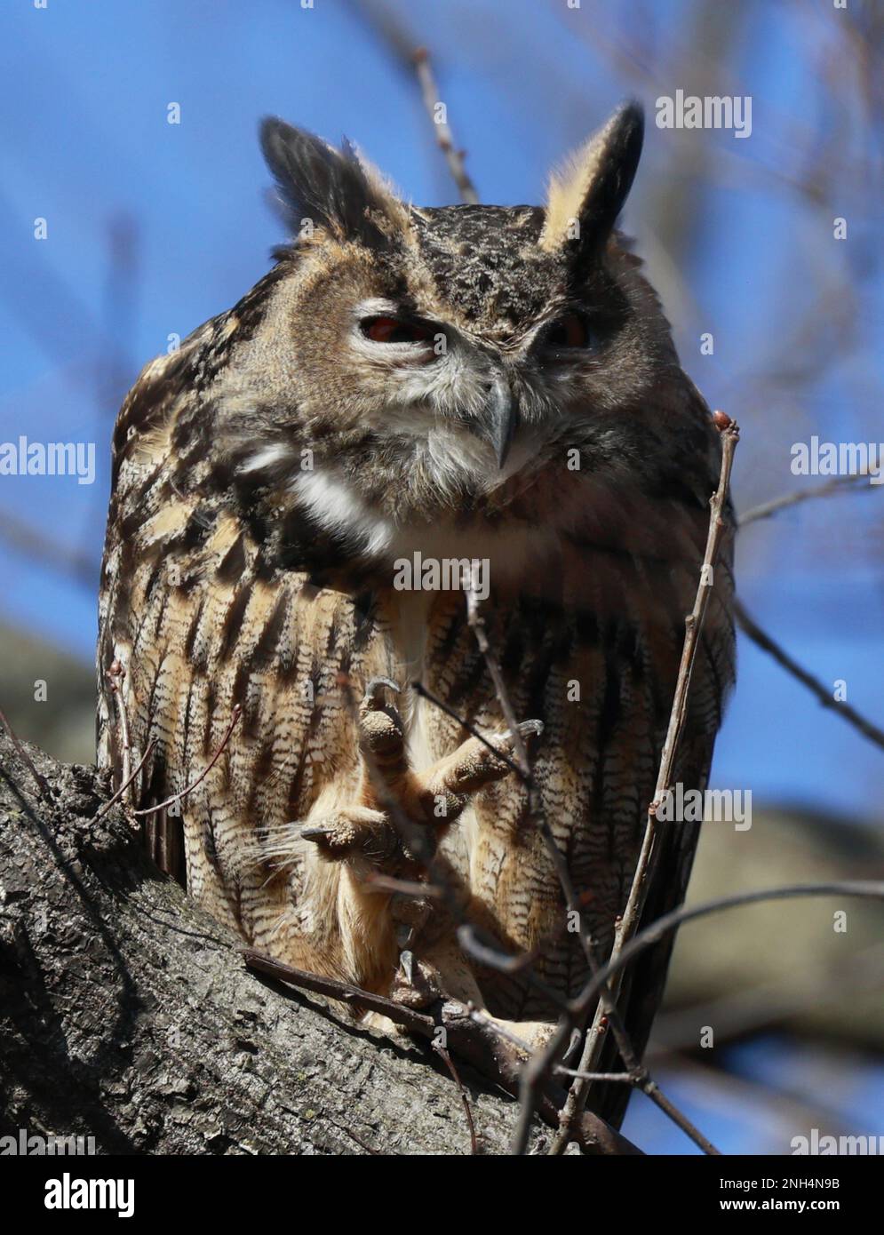 New York, United States. 20th Feb, 2023. Flaco, the Eurasian eagle owl ...