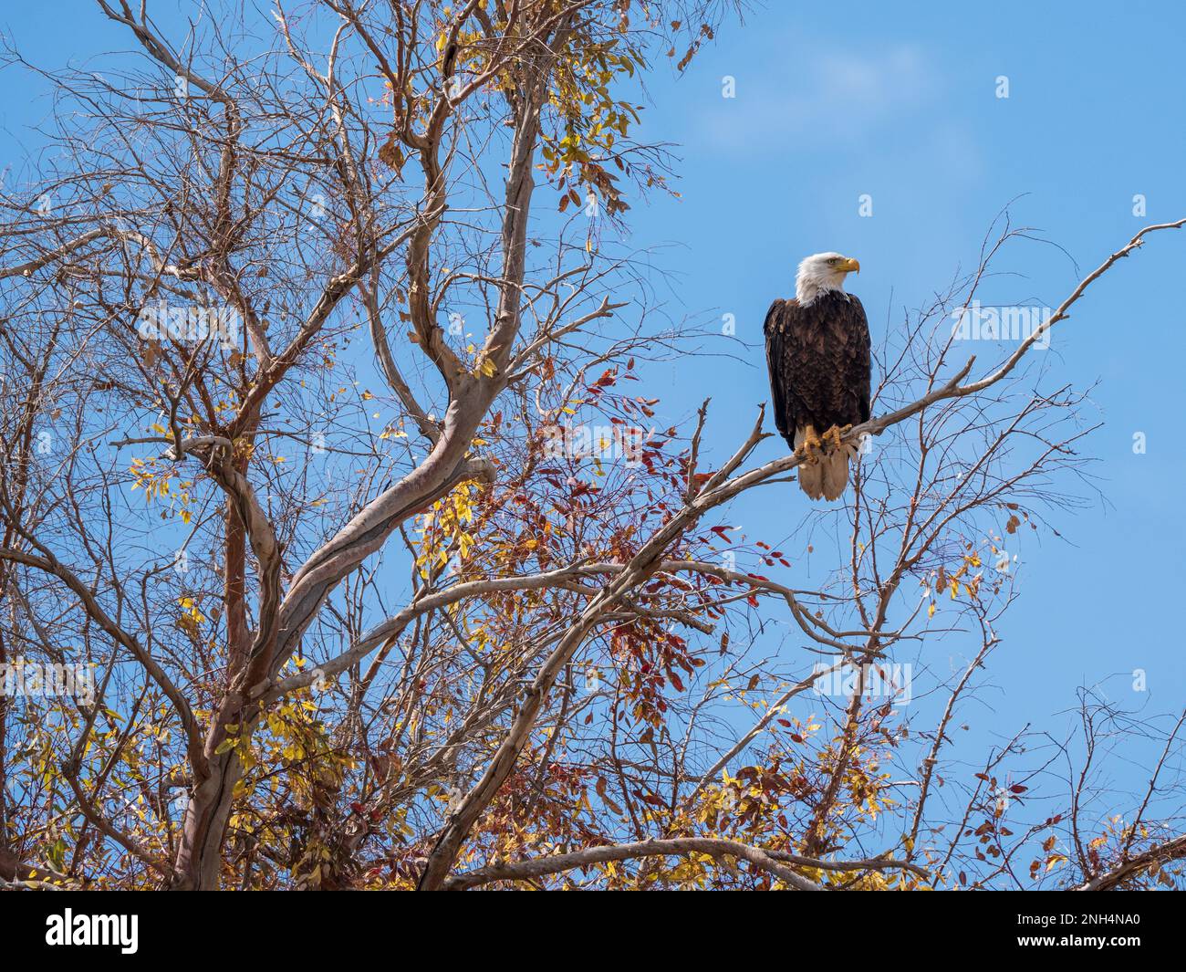 A bald eagle perches in a very large tree near its' nest where a young ...