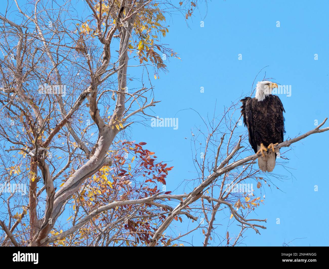 A bald eagle perches in a very large tree near its' nest where a young ...
