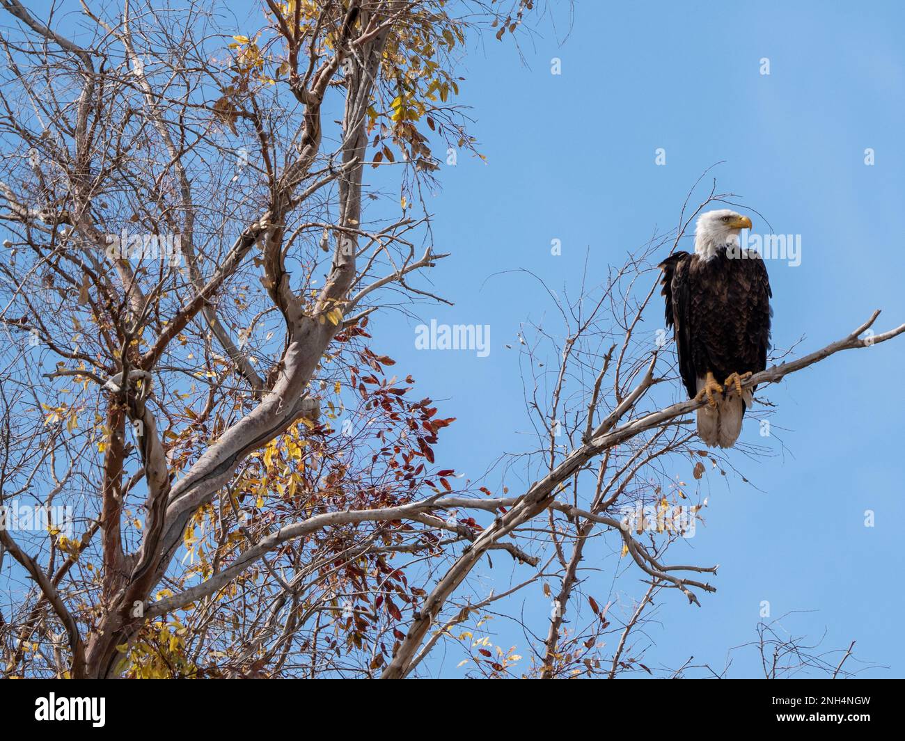 A bald eagle perches in a very large tree near its' nest where a young ...