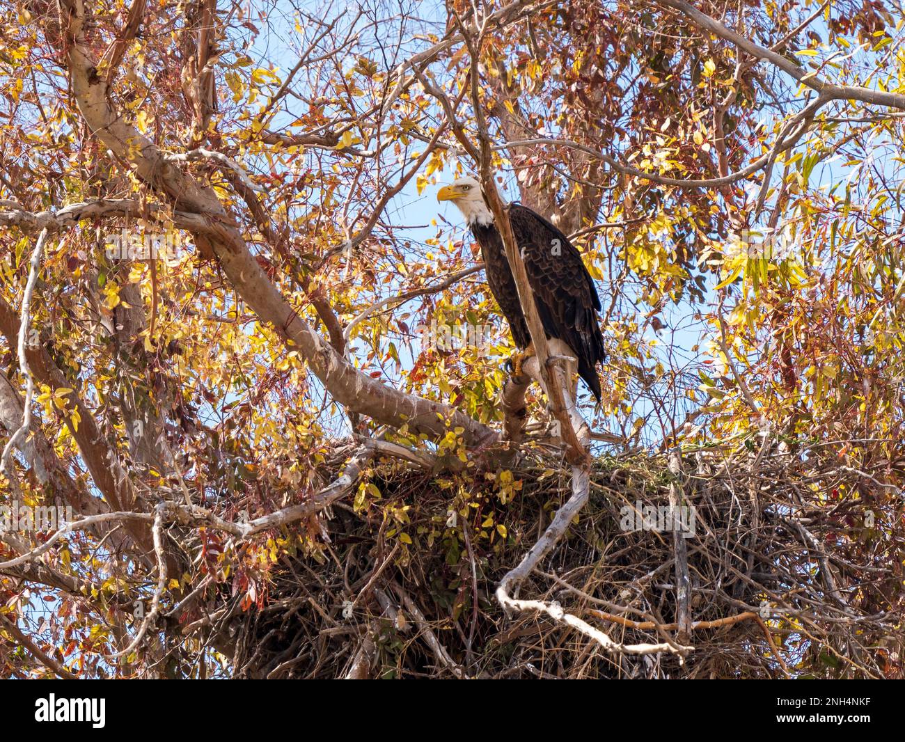 A bald eagle perches in a very large tree near its' nest where a young ...