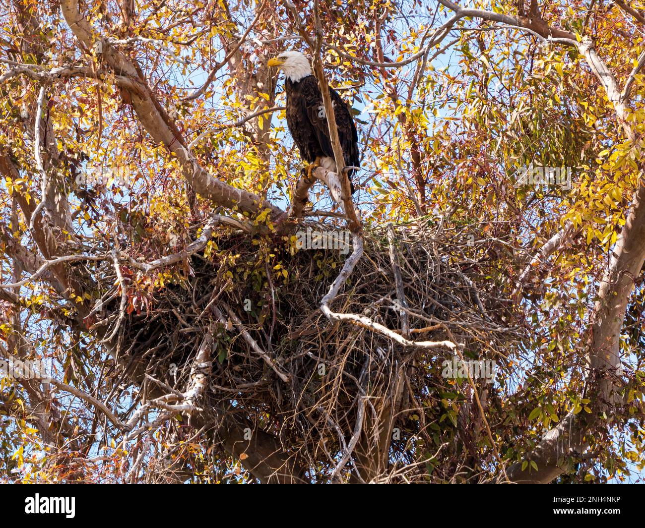 A bald eagle perches in a very large tree near its' nest where a young ...