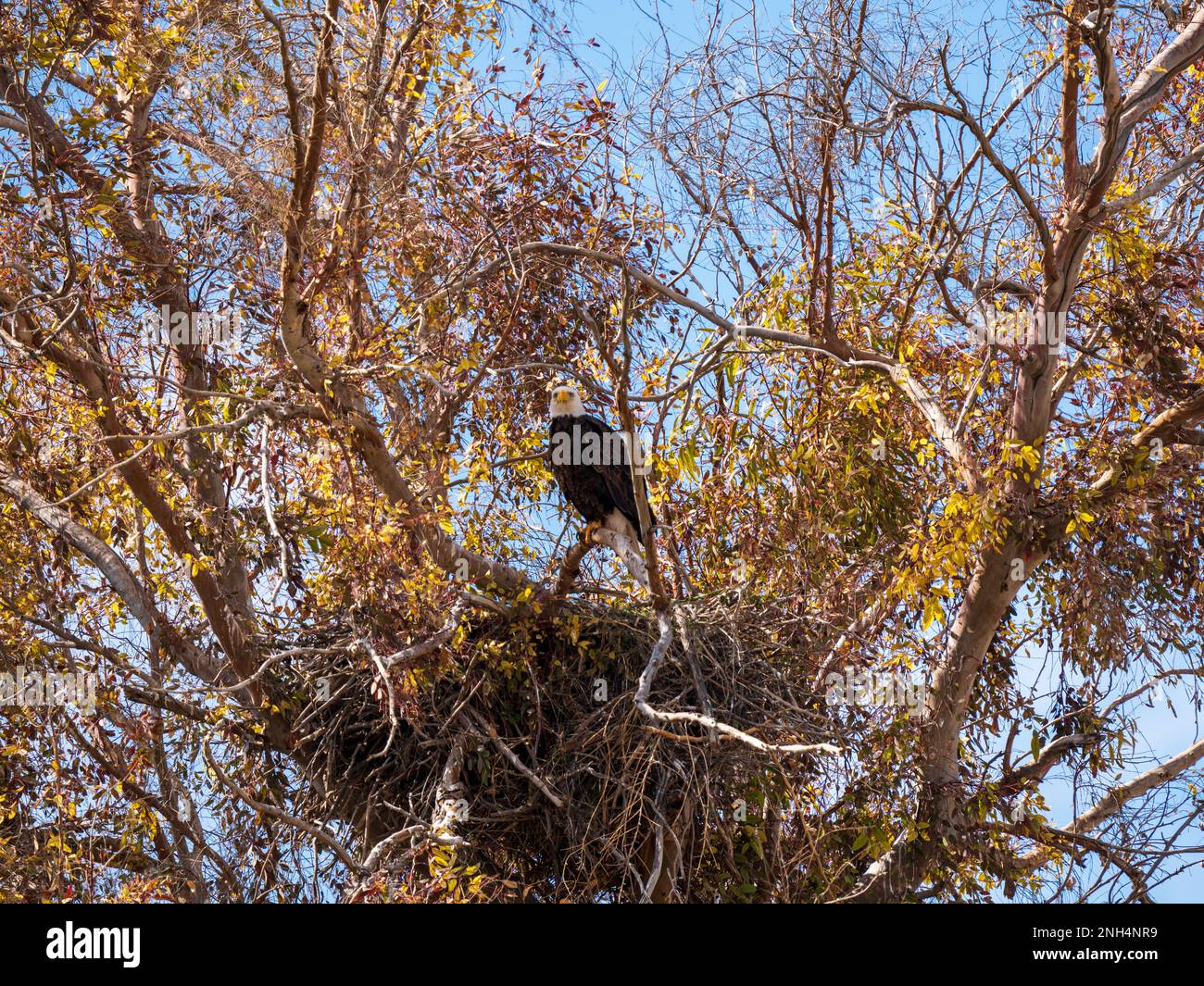 A bald eagle perches in a very large tree near its' nest where a young ...