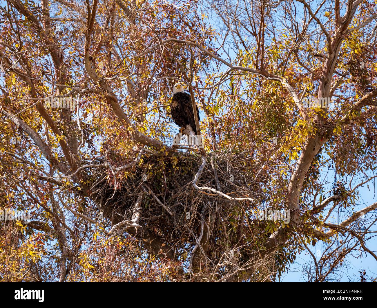 A bald eagle perches in a very large tree near its' nest where a young ...