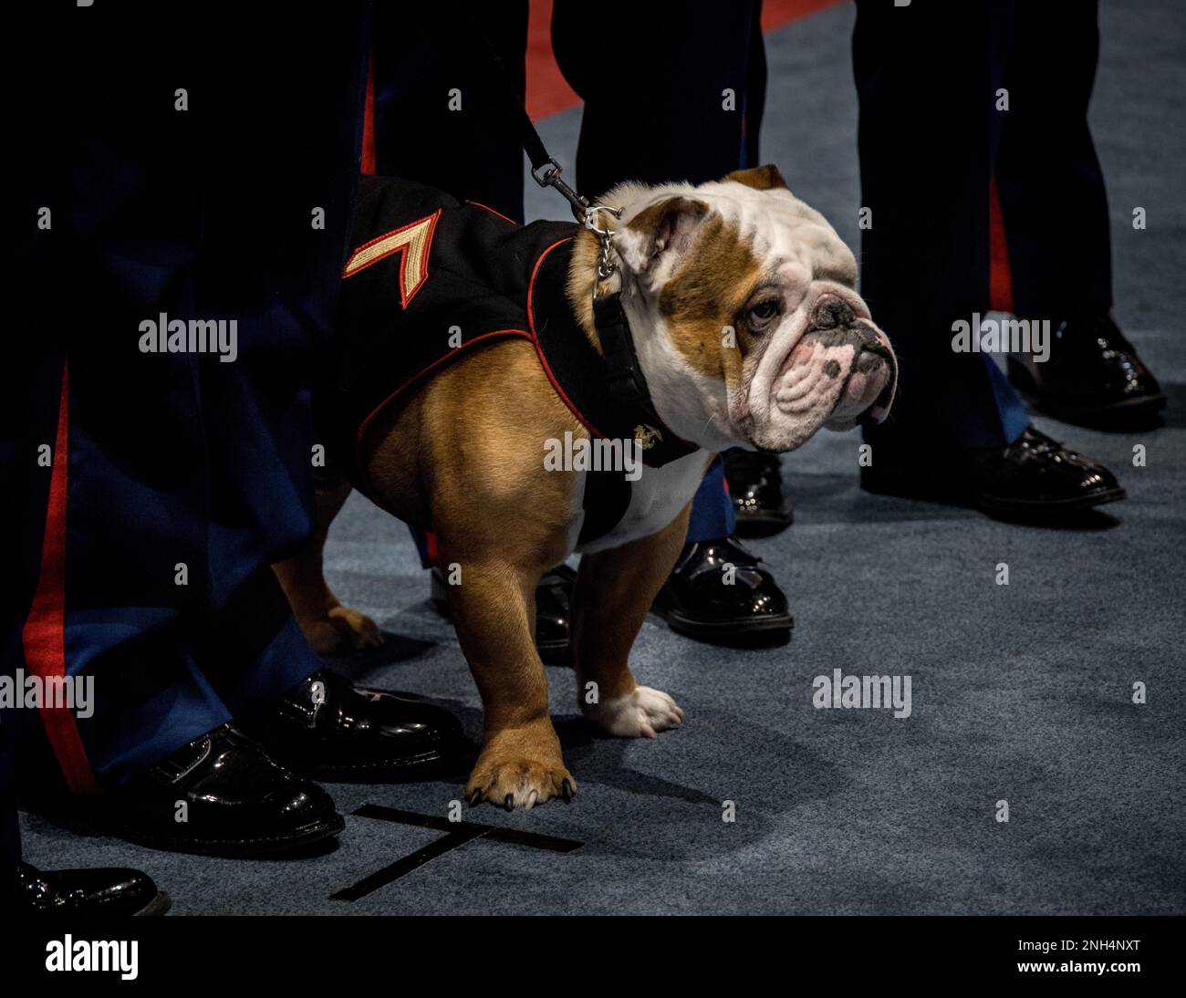 Pfc. Chesty XVI, mascot of the Marine Corps takes a picture with his ...
