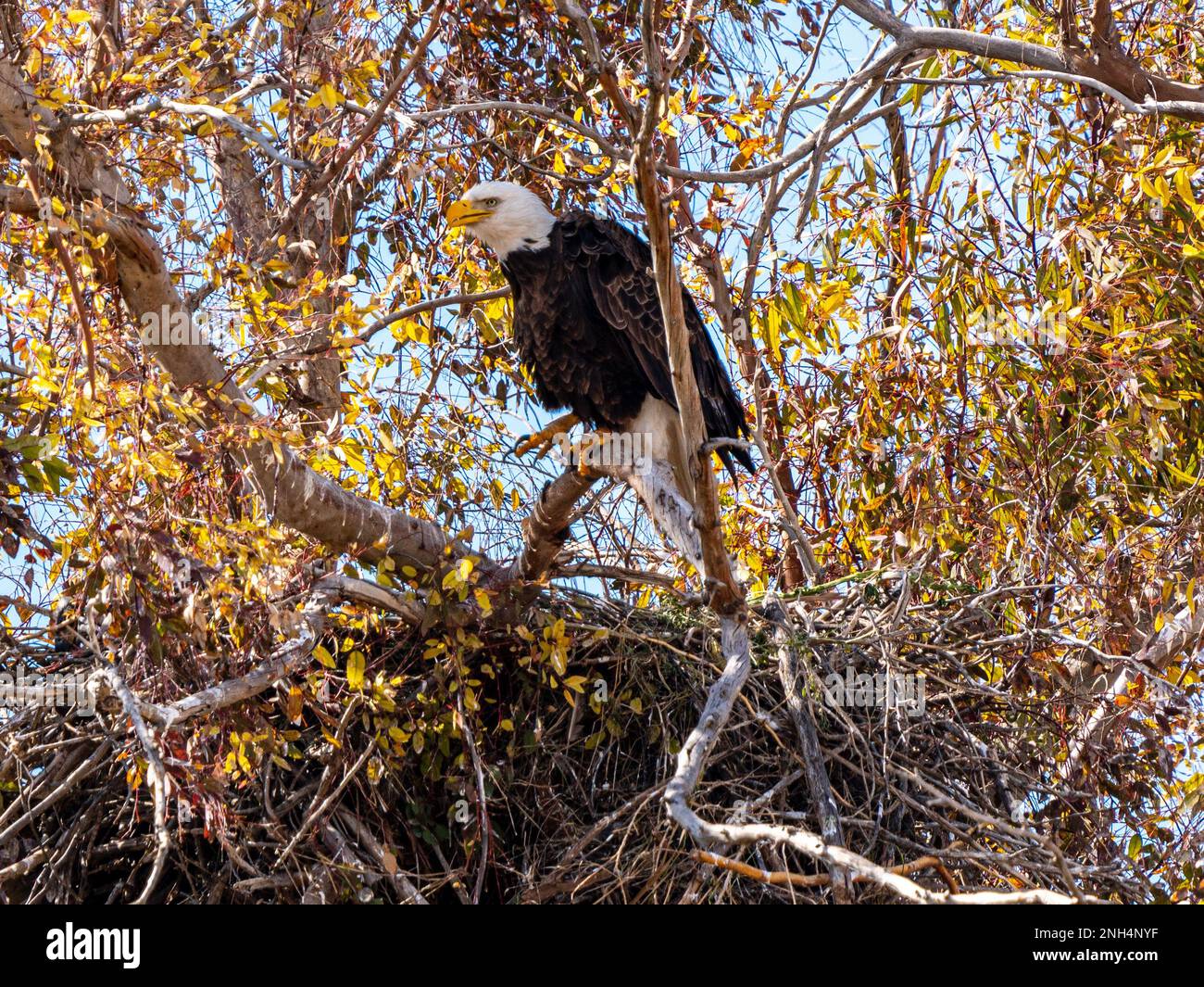 A bald eagle perches in a very large tree near its' nest where a young ...