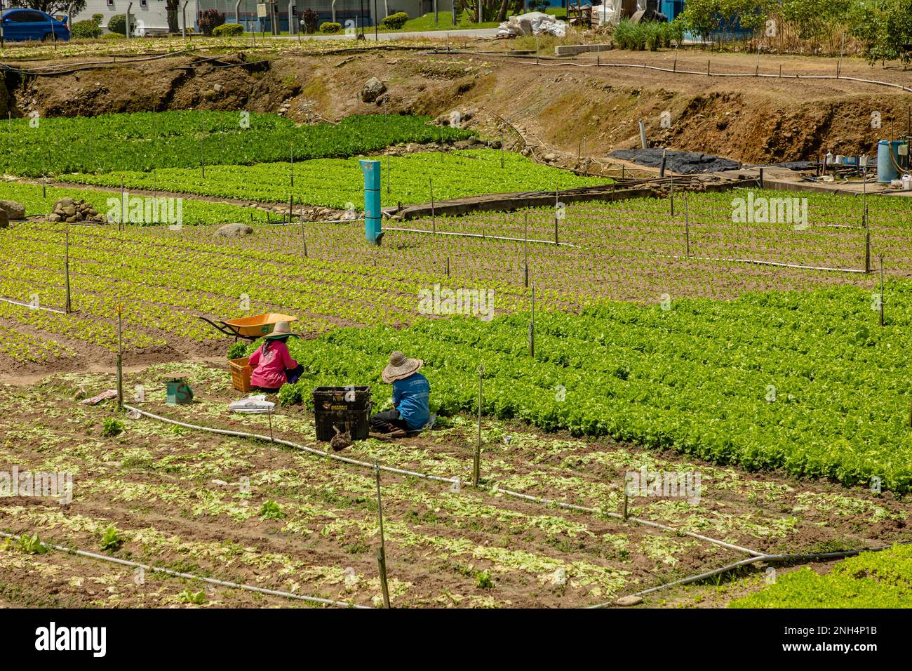 Cameron Highlands, Malaysia - 2023: peasants harvesting salad in a ...