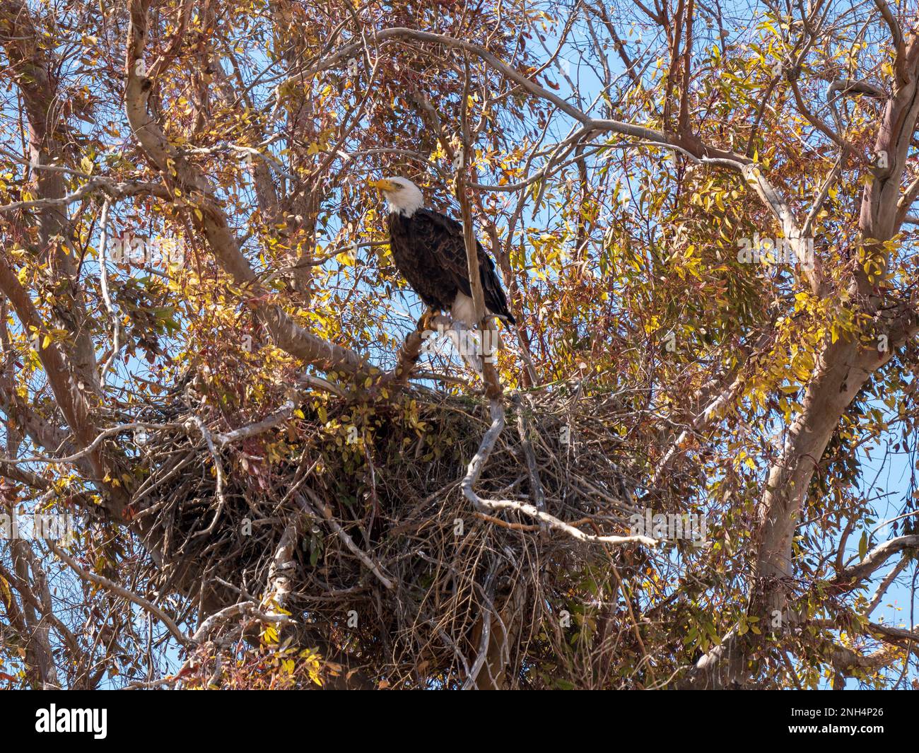 A bald eagle perches in a very large tree near its' nest where a young ...