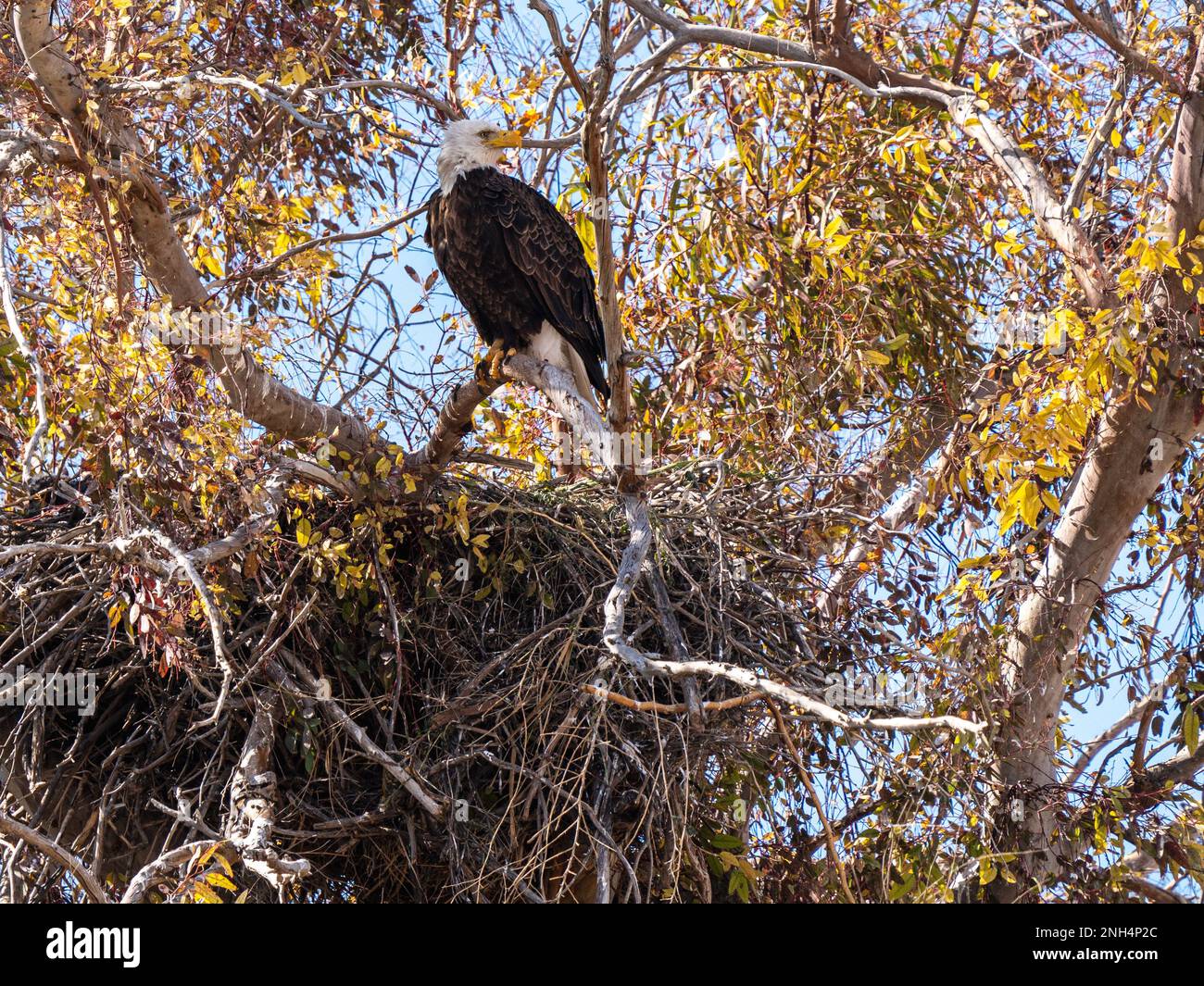 A bald eagle perches in a very large tree near its' nest where a young ...