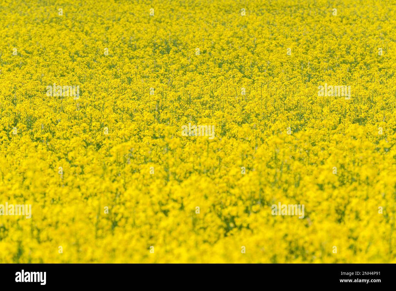 Agricultural Abundance An Aerial View of Canola Fields in Full Bloom ...