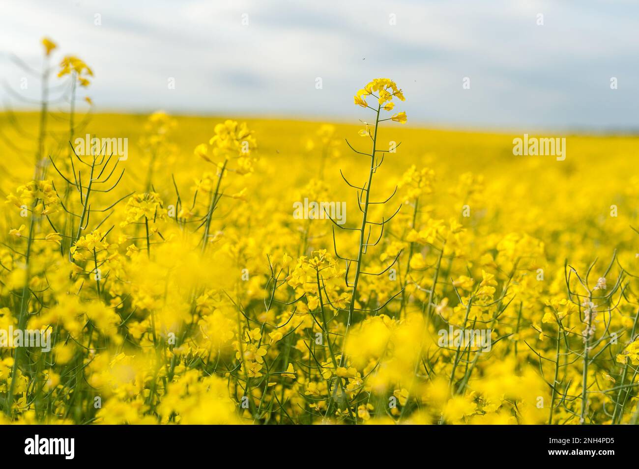 Rural Beauty A Breathtaking View of the Colza Fields in a Peaceful ...