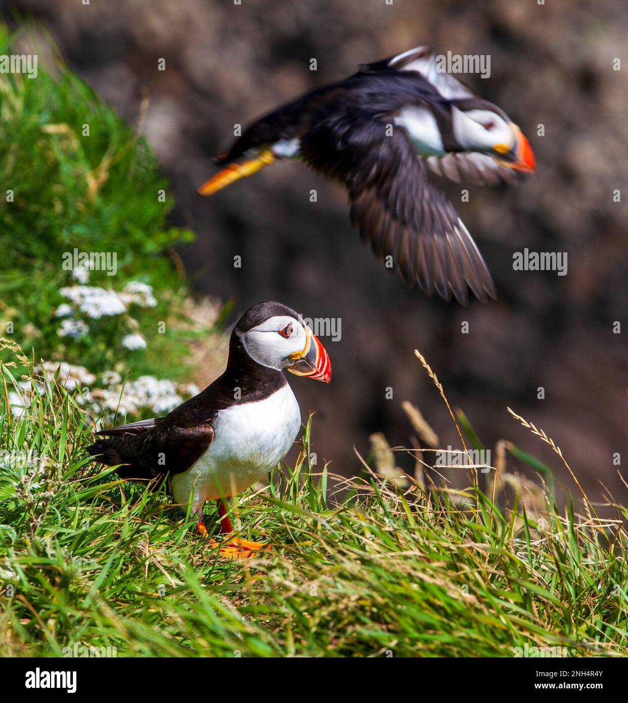 2 puffins on Staffa, near Mull, Scotland, UK Stock Photo - Alamy
