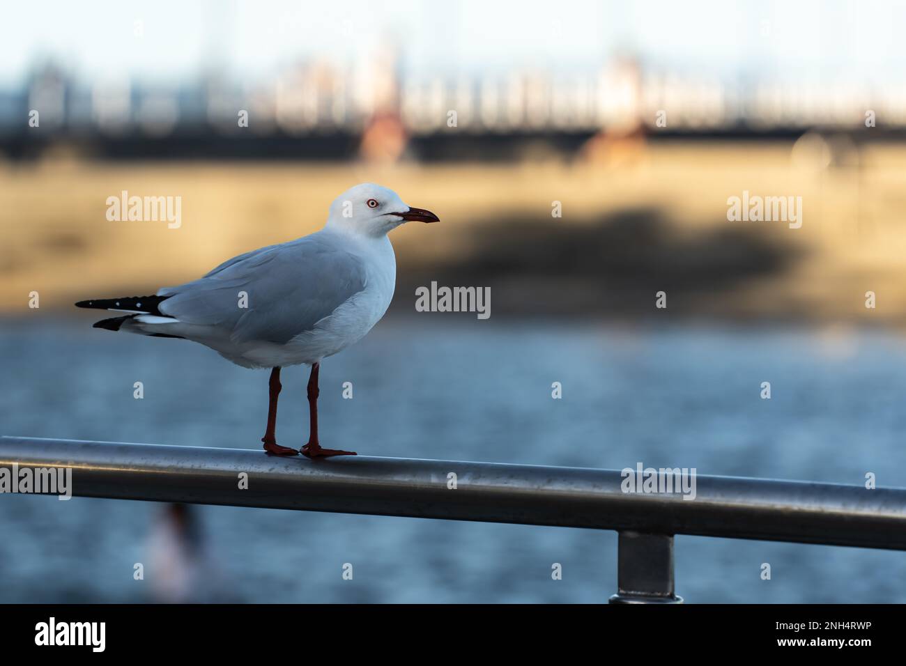 Side view of adult Silver Gull standing on a stainless steel handrail ...