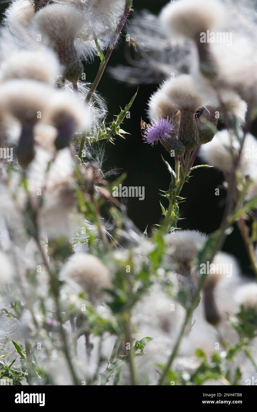 An Insect on the Last Flower Amongst the Seeds & Seedheads of Creeping ...
