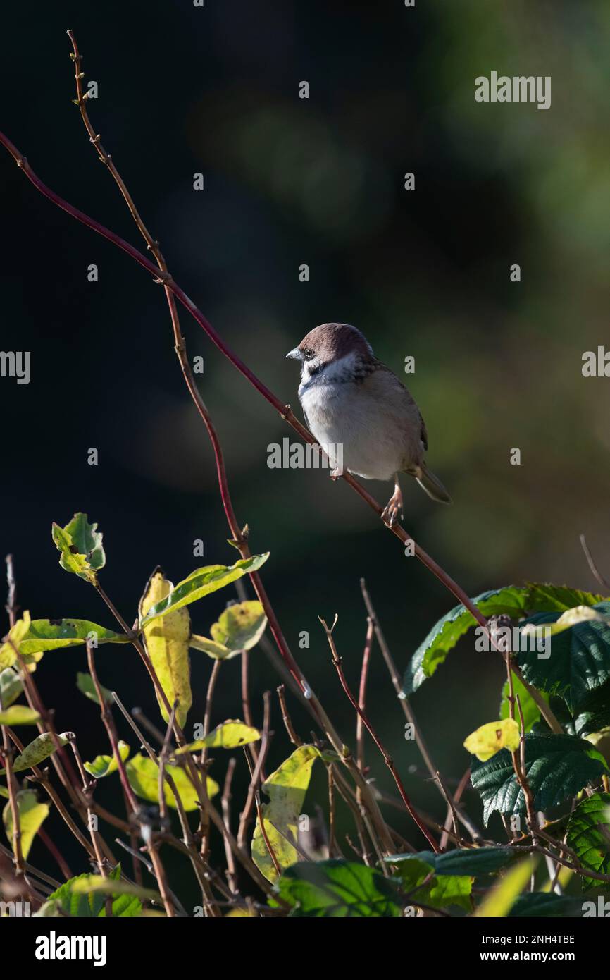 Tree Sparrow (Passer Montanus) Perched on Honeysuckle (Ionicera ...