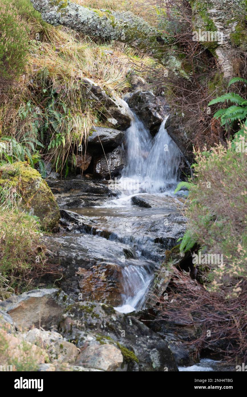 A Small Waterfall Beneath the Branch of a Birch Tree Cascading into a ...