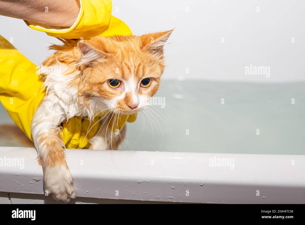 Do Not Want Bath Cat