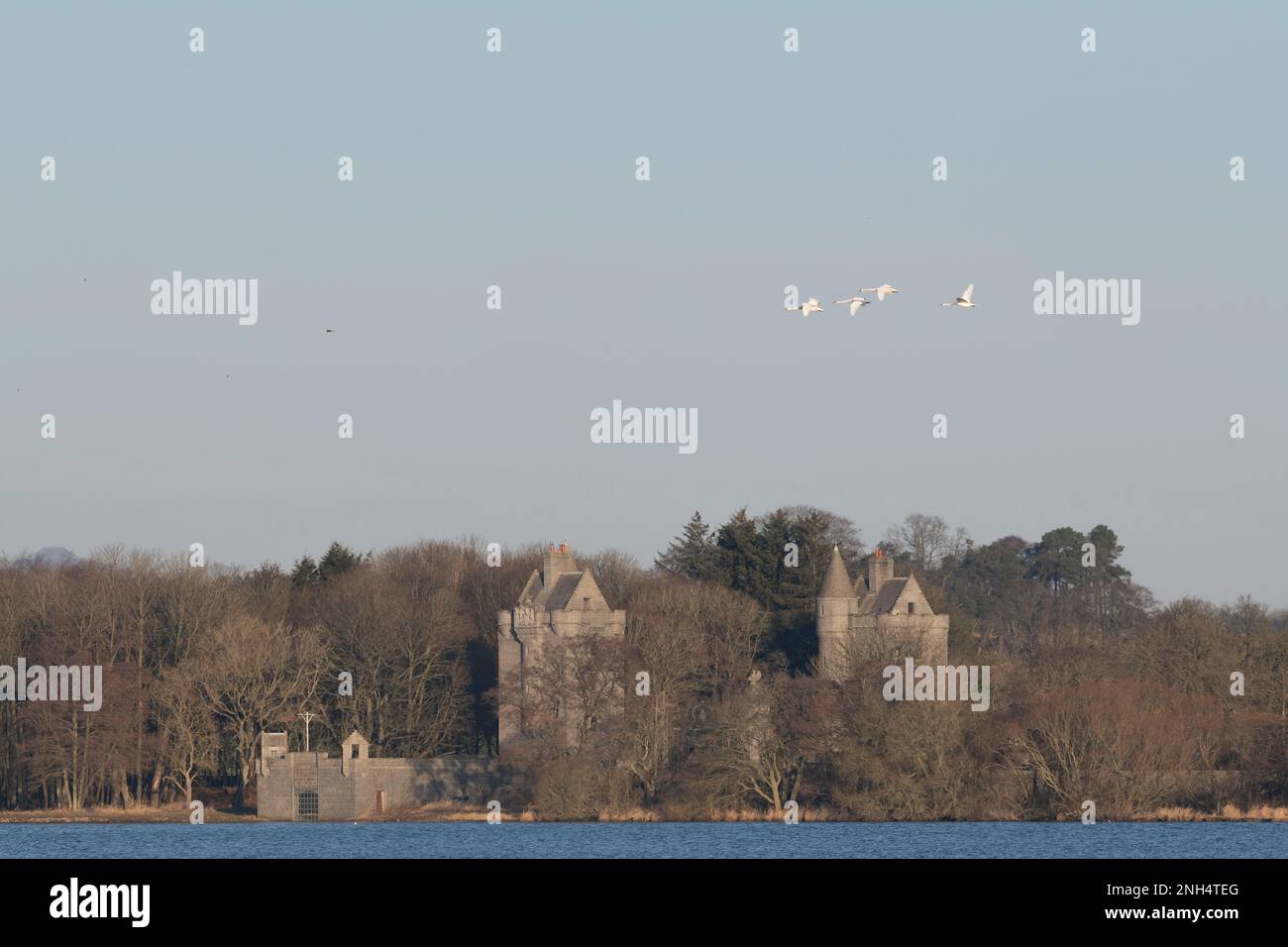A Small Flock of Mute Swans (Cygnus Olor) Flying Over the Towers of the ...