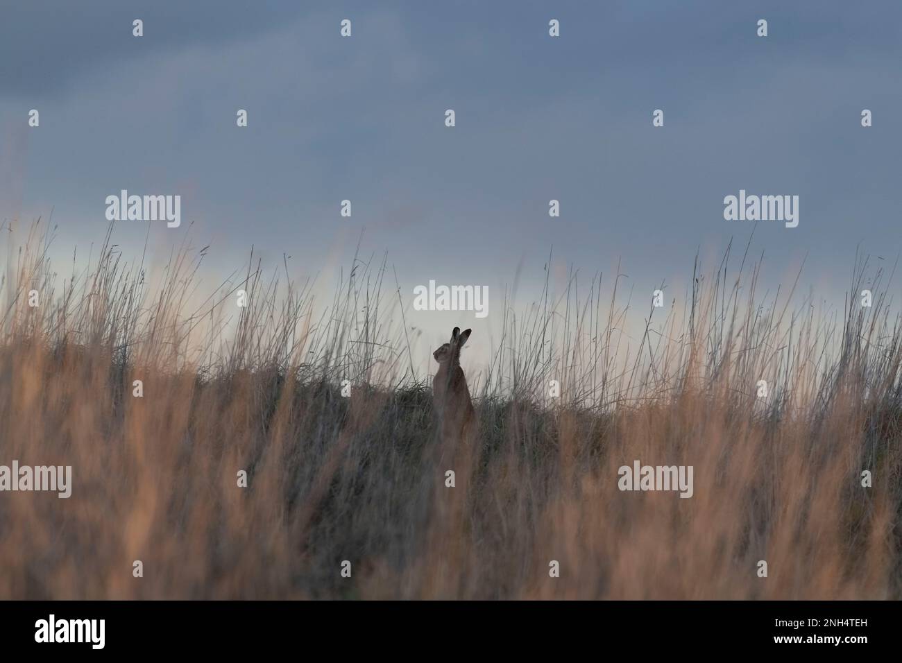 European hare great britain hi-res stock photography and images - Alamy