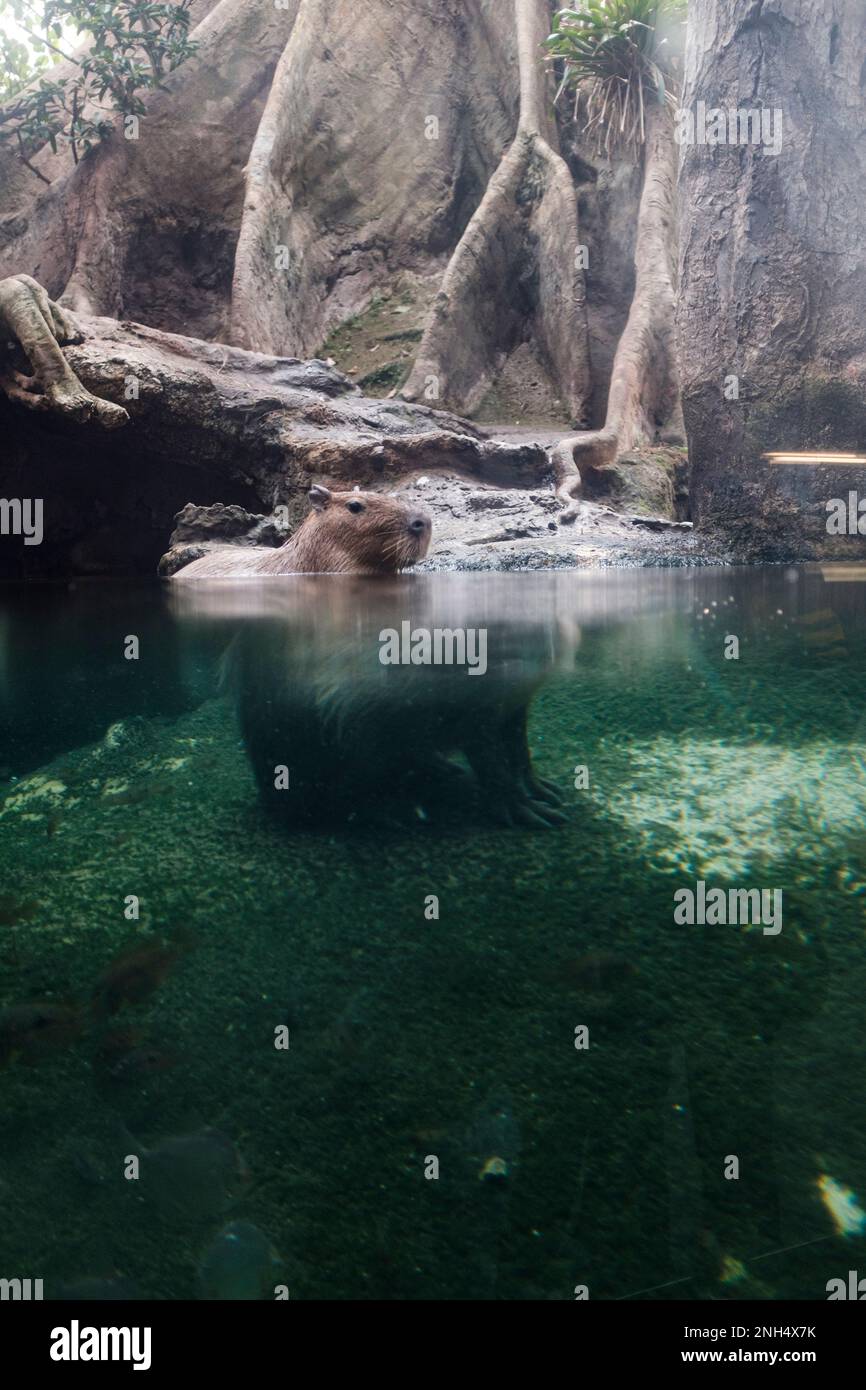 Refraction water effect on a cute Capybara rodent sitting on the shore ...