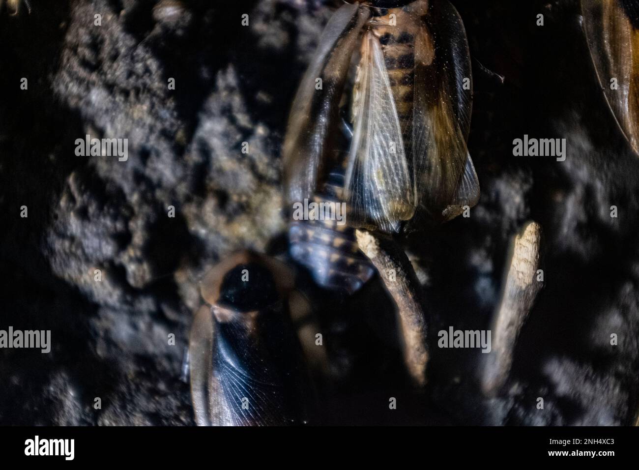 Ugly Bugs Of Montana