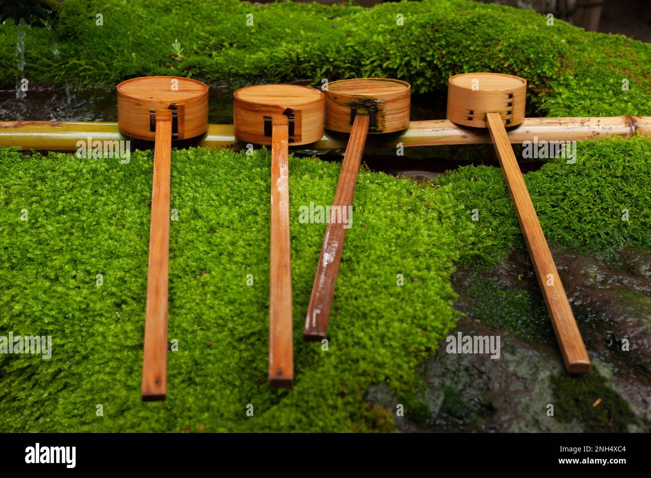 Wood hishaku scoops rest on moss at a Chozu-ya at the Suwa Taisha ...