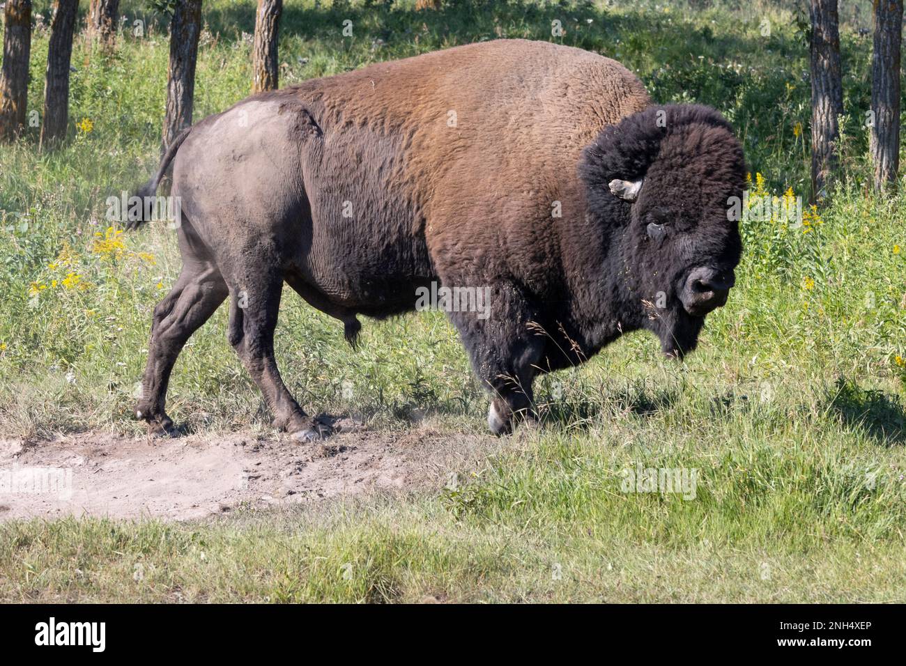 Bison profile canada hi-res stock photography and images - Alamy