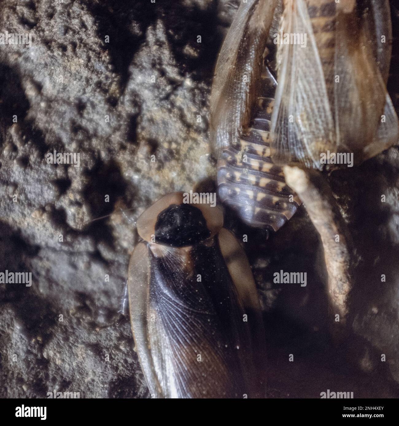 Ugly Bugs 26 Types Of Stink Bugs You Should Know Epic Gardening